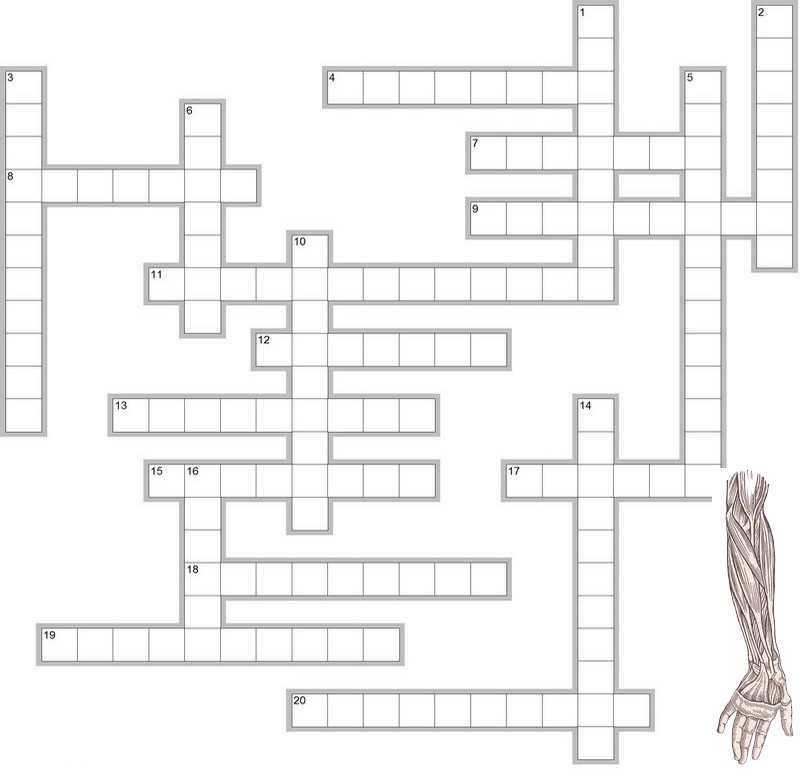 Muscle Naming Crossword