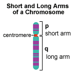 Mutations in Chromosomes