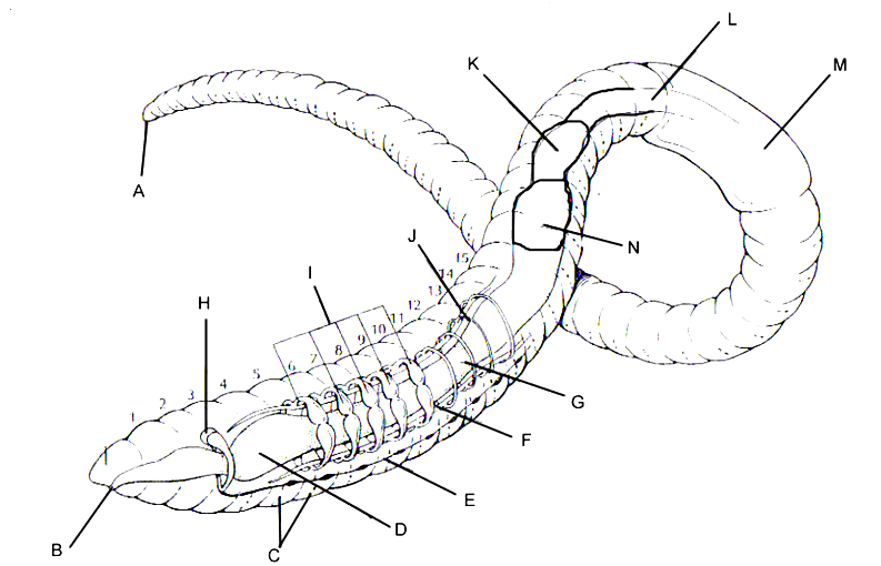Earthworm Labeling
