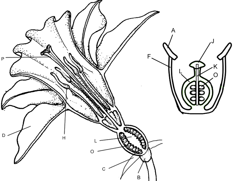 From Flower To Seed Mind Map From Flower To Seed Mind Map