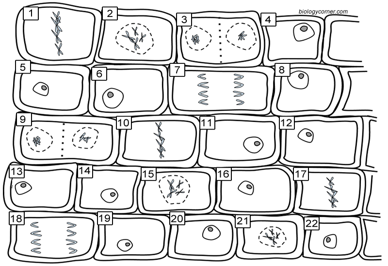 Onion Mitosis Onion Mitosis