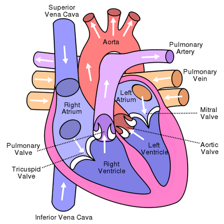Notes Heart And Circulatory System
