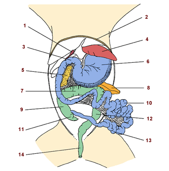 Cat Digestive and Respiratory System
