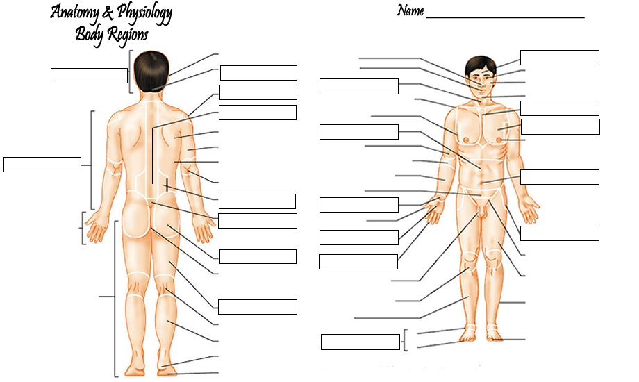 Body Regions Labeling Body Regions Labeling