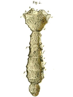 Manubrium - JungleKey.fr Image #50