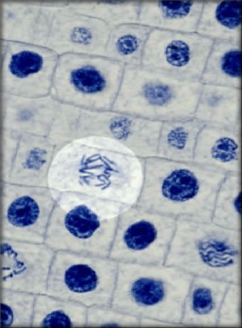 Onion Root Tip Showing Mitosis