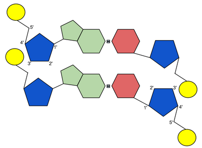 13-2 Structure of DNA