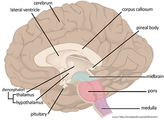 Brain Diagram Corpus Callosum