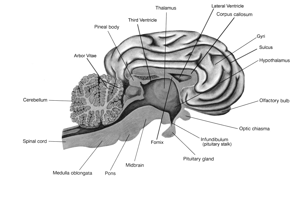 Tentorium Cerebelli Sheep Brain Tentorium Cerebelli Sheep Brain