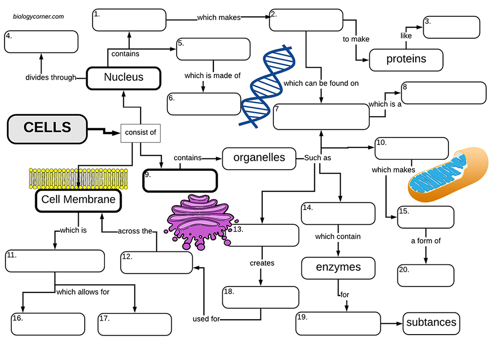 Cell Concept Map Cell Concept Map