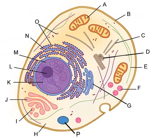 Cell Review Guide For Anatomy And Physiology