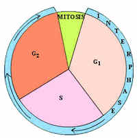 The Cell Cycle | ergodic anecdotes