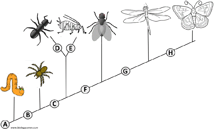 Cladogram Analysis Cladogram Analysis