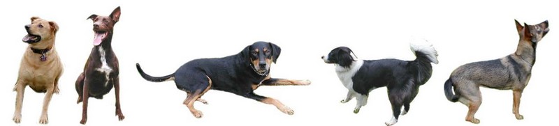 Ch 18 The Process of Evolution