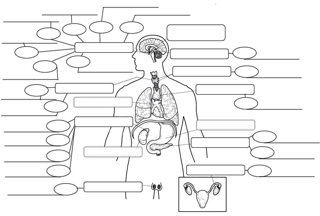 Endocrine System Graphic Organizer