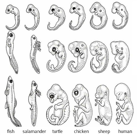 Evidence of Evolution