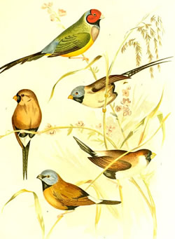 Evolution Unit Review Guide