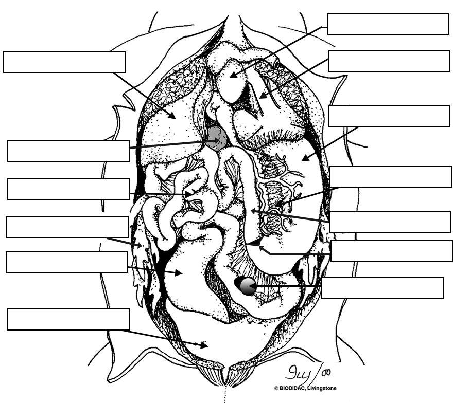 Frog Stomach Description At Larry Hinojosa Blog Frog Stomach Description At Larry Hinojosa Blog