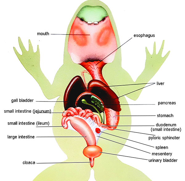 23 What Is The Function Of The Pancreas In A Frog Info Pro Discover 23 What Is The Function Of The Pancreas In A Frog Info Pro Discover