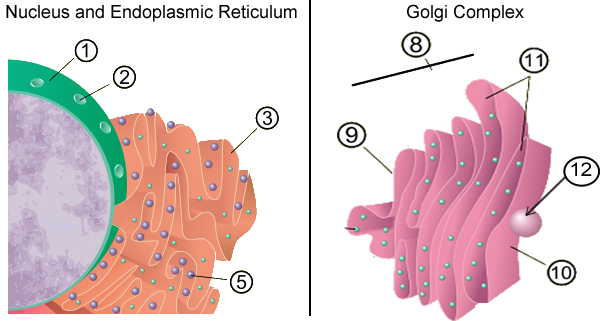 The Nucleus of the Cell and Related Organelles