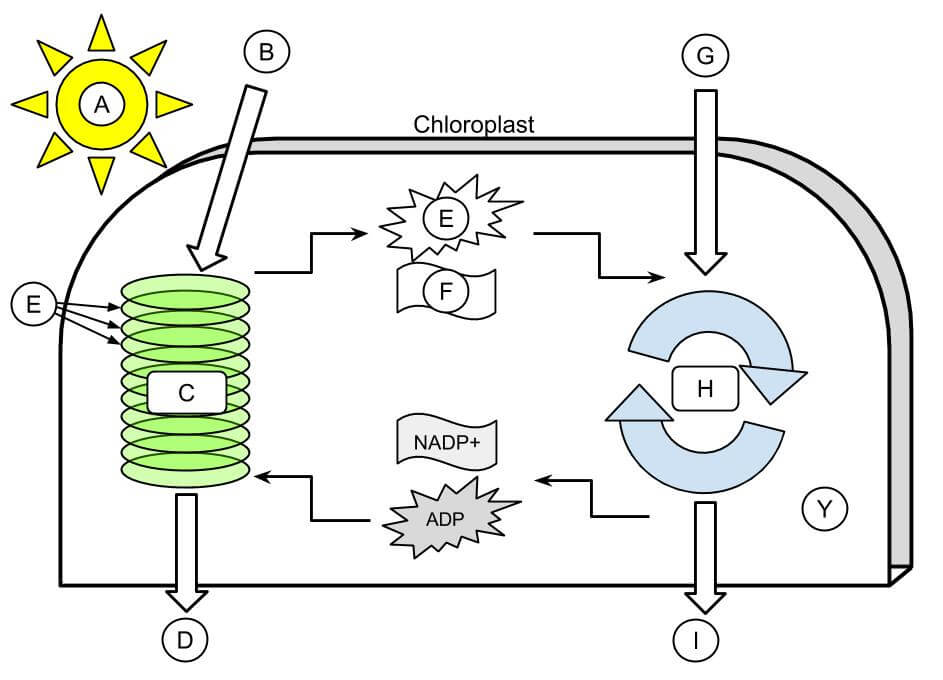How Does Photosynthesis Work Label