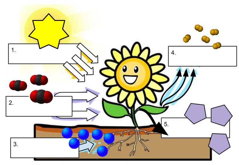How Does Photosynthesis Work Label
