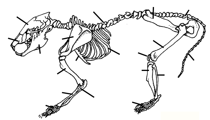 The Skeleton of the Rat