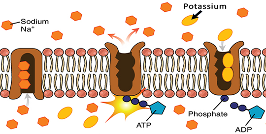 Cell Membrane Images