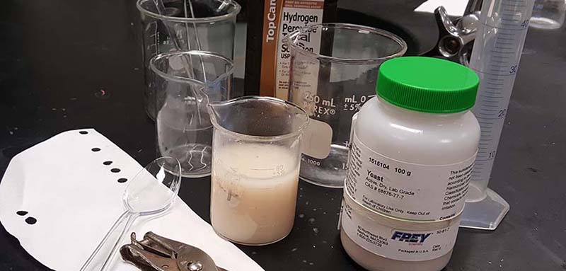 How Does Concentration Affect the Reaction Rates of Enzymes