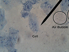 Cheek Cells