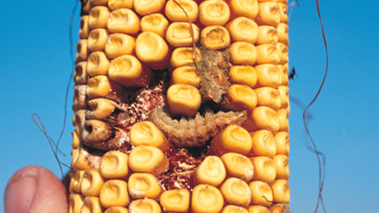 The Biology Corner – Resources for Teachers