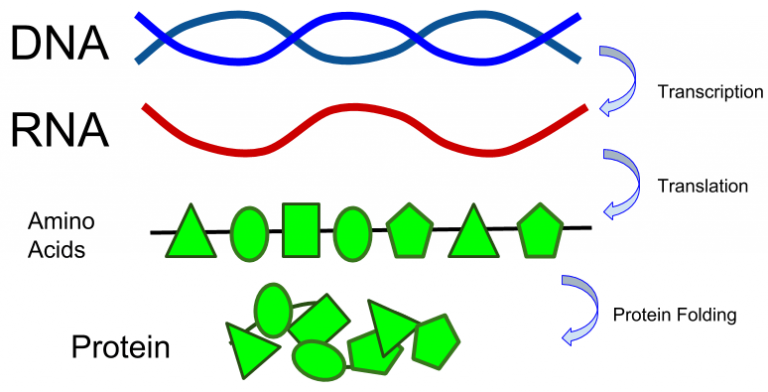 Reinforcement: DNA, RNA, and Sickle Cell