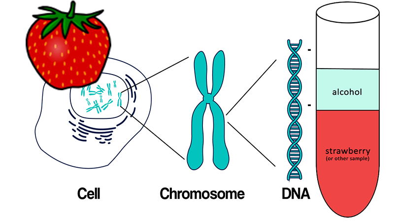 Investigation Compare DNA From Different Samples