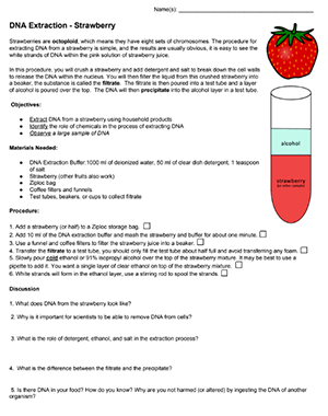 Simple Experiment to Extract DNA from a Strawberry