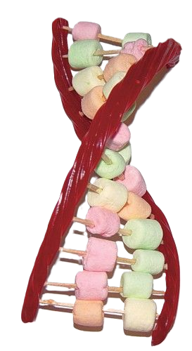 Construct a Delicious DNA Molecule with Candy