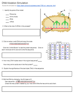 DNA Mutation Activity