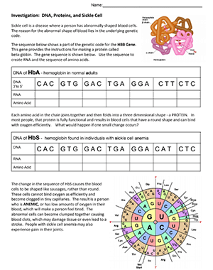 Explore DNA, Proteins, and Sickle Cell Disease