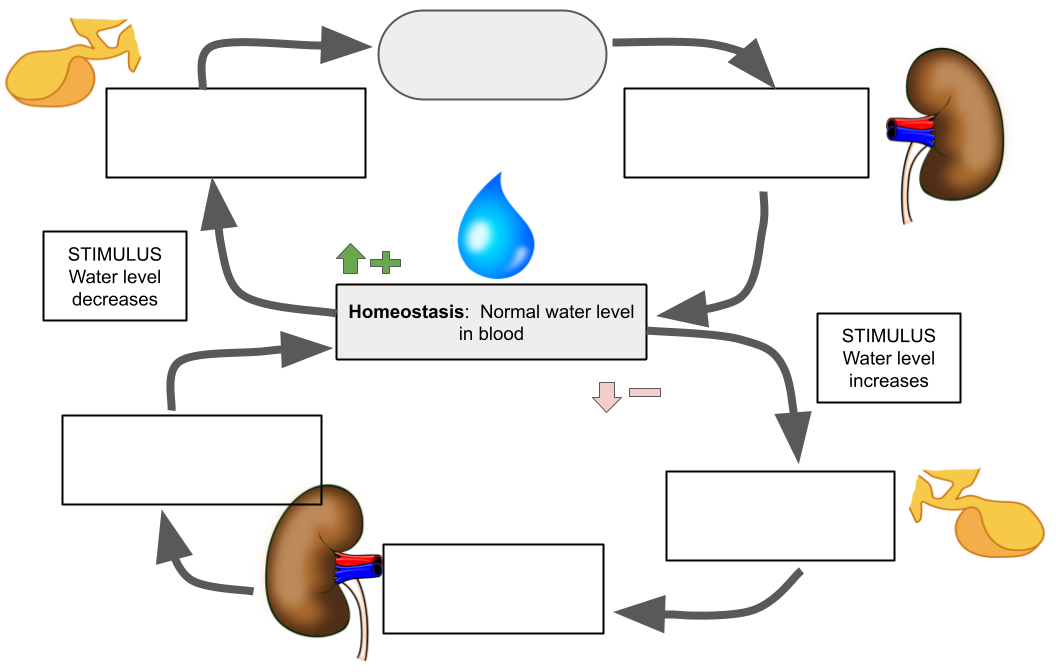 Positive Feedback Loop Endocrine System