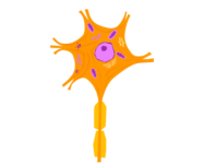Case Study: Neurons and Cell Communication