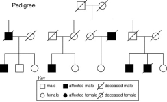 Worksheet on Pedigree Analysis Showing Family Traits