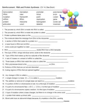Reinforcement: RNA and Protein Synthesis