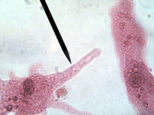Biology Corner Worksheets Genetics
