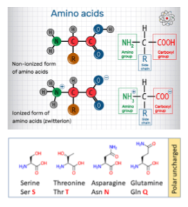 Amino Acid Card Sort – Classifying Groups