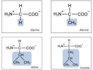 Amino Acid Card Sort – Classifying Groups