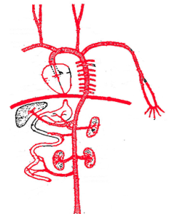 Label the Arteries and Veins of the Circulatory System