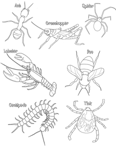 Arthropods Coloring Pages Coloring Pages