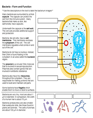 Label a Bacteria Cell and Learn about Prokaryotes