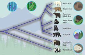 Interactive Activity on Bears, Species, and DNA