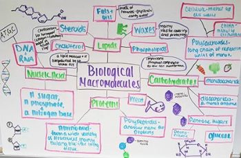 Student Created Concept Map of Biomolecules