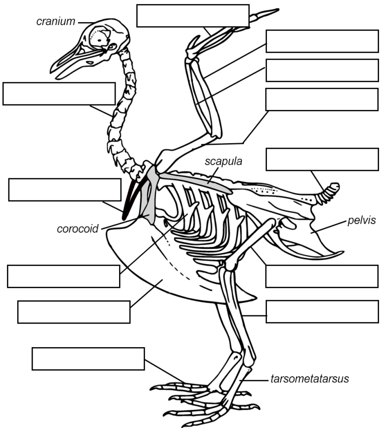 Label the Bones of a Bird and Human Skeleton